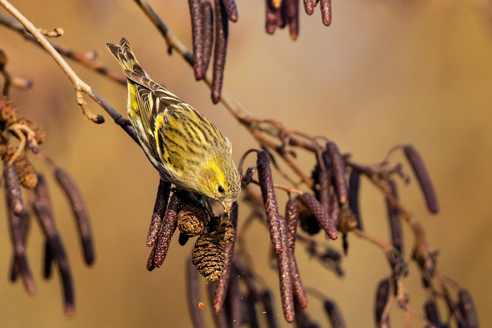 Eurasian Siskin – FINCH RESEARCH NETWORK