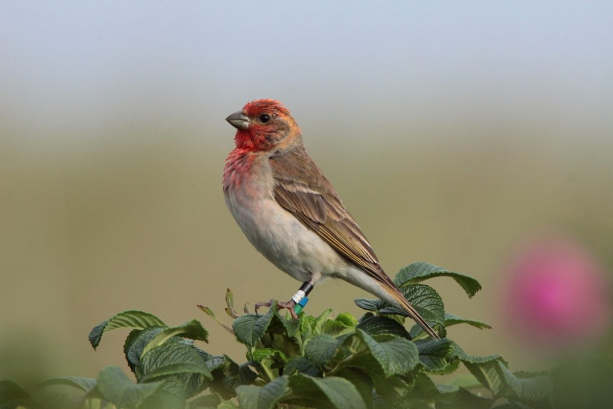 Common Rosefinch – FINCH RESEARCH NETWORK