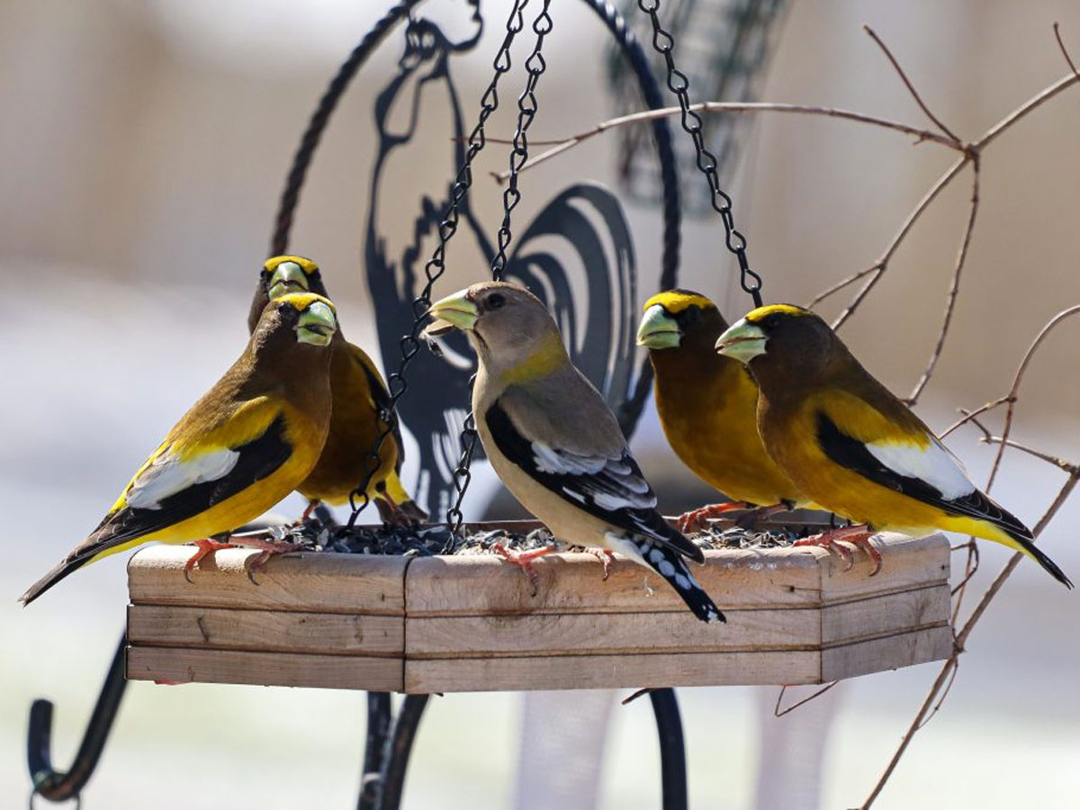 Healthy Bird Feeding Practices - FINCH RESEARCH NETWORK