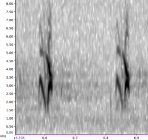 Crossbills of North America: Species and Red Crossbill Call Types ...