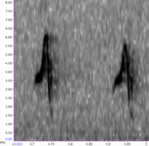 Crossbills of North America: Species and Red Crossbill Call Types ...
