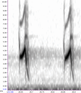 Crossbills of North America: Species and Red Crossbill Call Types ...