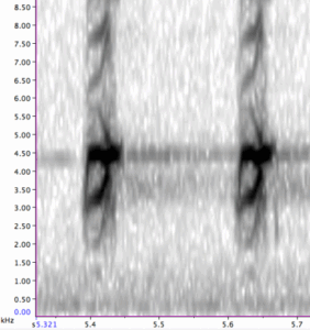 Crossbills of North America: Species and Red Crossbill Call Types ...