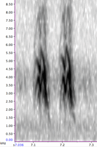 Crossbills of North America: Species and Red Crossbill Call Types ...