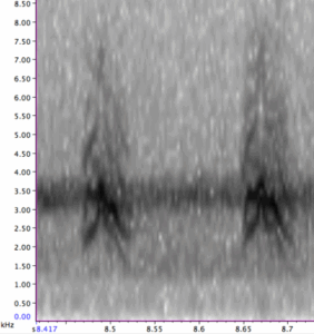 Crossbills of North America: Species and Red Crossbill Call Types ...