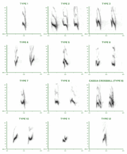 Crossbills of North America: Species and Red Crossbill Call Types ...